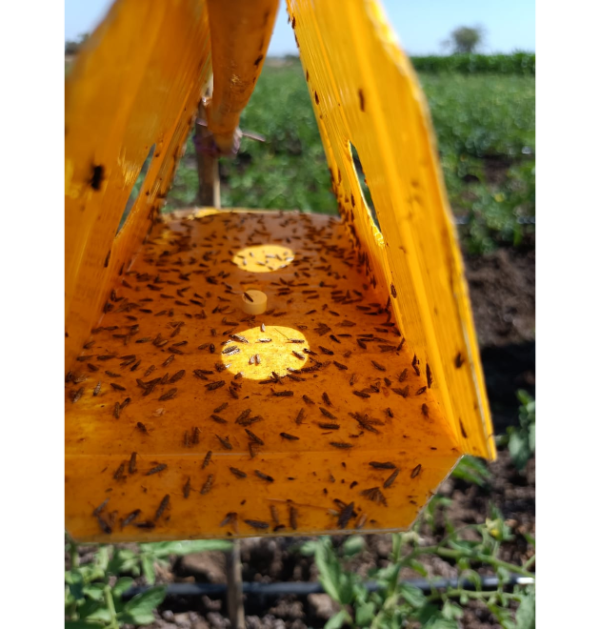 Delta Traps (Pack of 10 Traps) – AgriMarkets