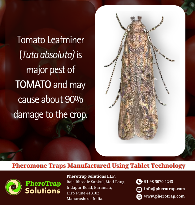 No-Fly Delta Traps (Pack of 10 Traps) – AgriMarkets